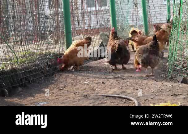 Farm life chickens hens Stock Videos & Footage - HD and 4K Video Clips ...