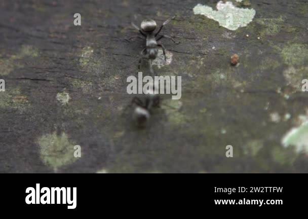 Macro slow motion of two black ants Polyrhachis latona having a serious ...