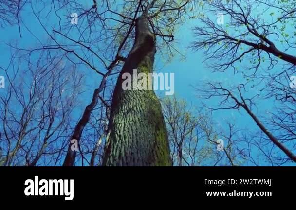 Tracking a young oak tree from the crown down over the trunk to its ...