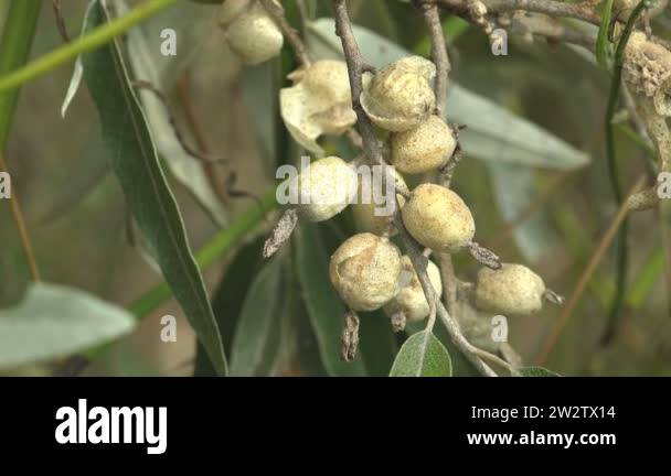 Silverberry oleaster elaeagnus angustifolia Stock Videos & Footage - HD ...