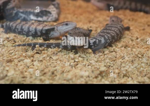 Baby lizards chilling in terrarium. Small lizard lying and resting ...