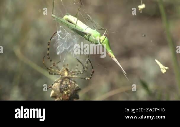 Argiope Lobata sits on spider web and Attacks Spools Leptysma ...