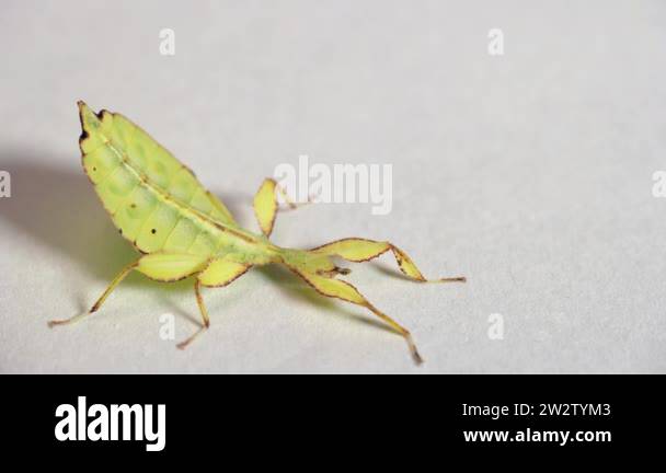 Phyllium philippinicum Stock Videos & Footage - HD and 4K Video Clips ...