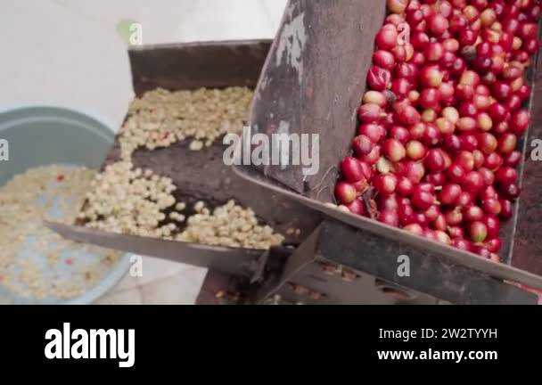 Pulping machine Stock Videos & Footage - HD and 4K Video Clips - Alamy