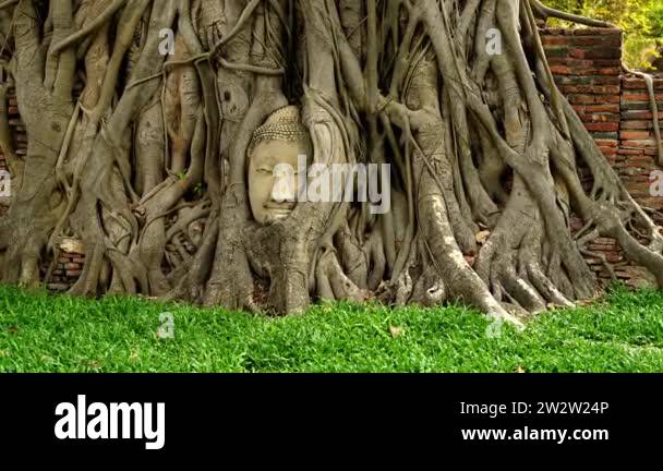 Maha bodhi tree Stock Videos & Footage - HD and 4K Video Clips - Alamy
