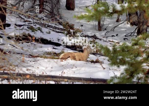 Mount lamb Stock Videos & Footage - HD and 4K Video Clips - Alamy