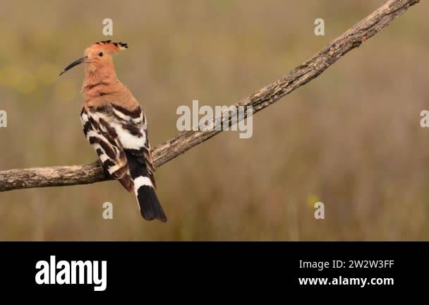 Crested hoopoe upupa epops Stock Videos & Footage - HD and 4K Video ...