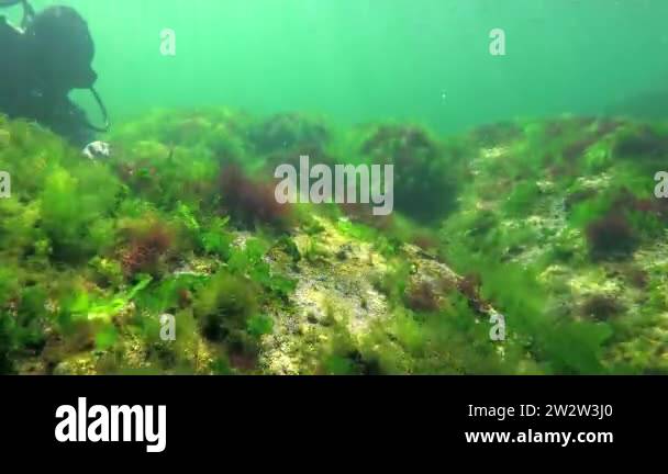 Photosynthesis in the sea, A diver touches oxygen bubbles synthesized ...