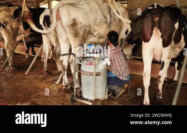 Farmer woman milking a cow with Milking Machine in farm. career agriculture, farmer. Real cow's ...