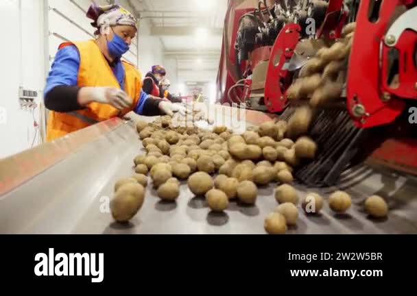 CHERKASY, UKRAINE, APRIL 28, 2020: workers monitor quality of potatoes ...