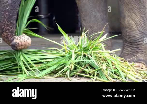 4K, Elephant without tusk is eating grass. Close up of an asiatic ...