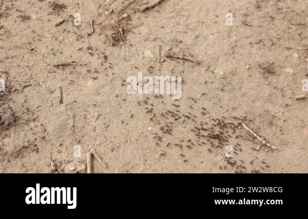 Army ants swarm across Stock Videos & Footage - HD and 4K Video Clips ...