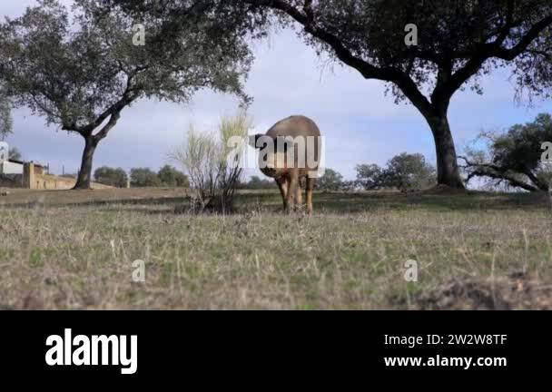 4K, Black Iberian pigs grazing through the oak trees in grassland ...