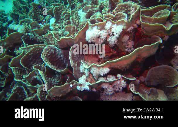 Coral reef, different types of coral and tropical fish. Nature of the ...