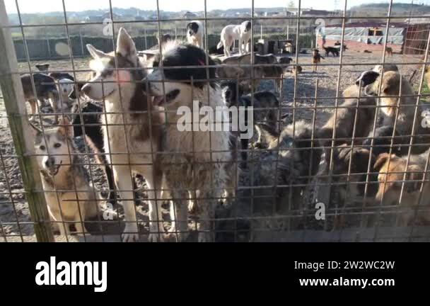 Unwanted and homeless dogs barking in animal shelter. Asylum for dog ...