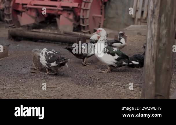 Meat red tractor Stock Videos & Footage - HD and 4K Video Clips - Alamy