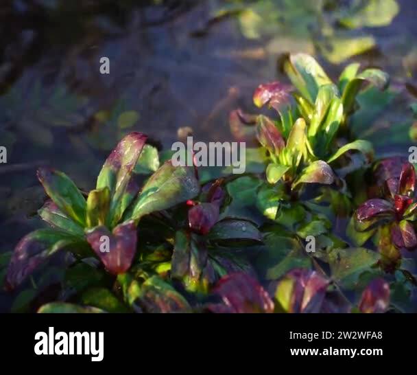 Streams with spring water. Spring water from an underground river. The ...