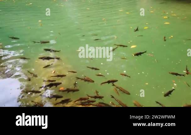 Nibble swimming pool Stock Videos & Footage - HD and 4K Video Clips - Alamy