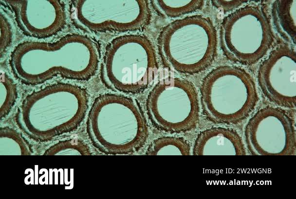 boletus fruiting body of the fungus in cross section under the ...