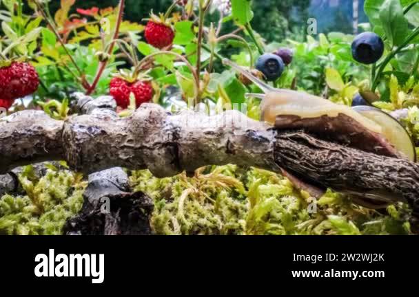 Creeping along a branch Stock Videos & Footage - HD and 4K Video Clips ...