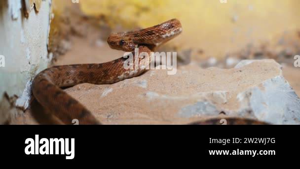 Scary snake in terrarium Stock Videos & Footage - HD and 4K Video Clips ...