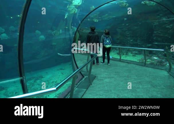 4k, Asian people walk into tunnel at aquarium and look through the ...