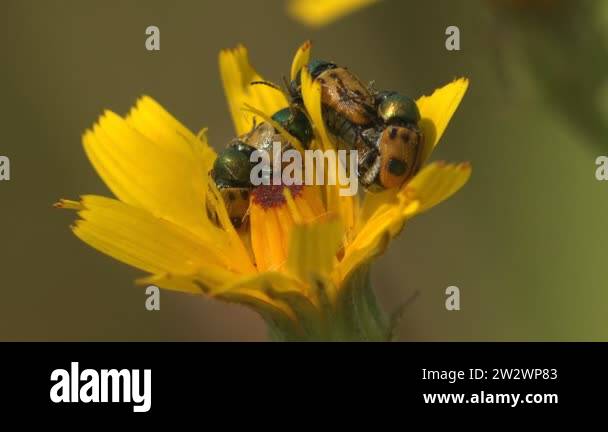 Four Clytra quadripunctata of leaf beetle in subfamily Cryptocephalinae ...