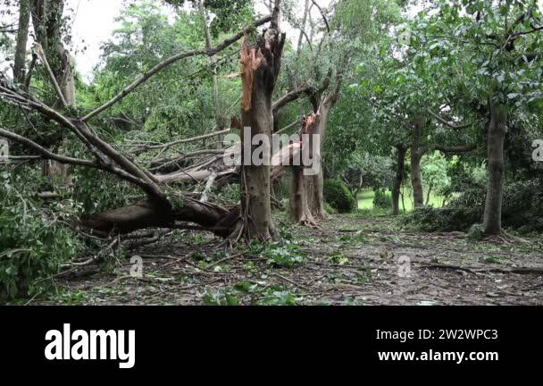 fallen trees and wreckage from Daan park destroyed by Typhoon Soulik ...