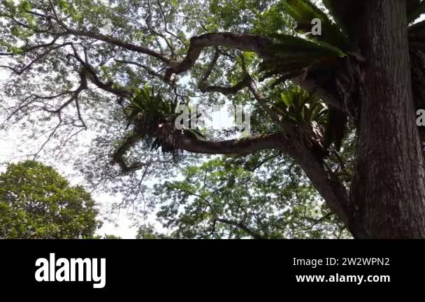 Dense plant and tree at tropical rainforest at Malaysia. It rains ...
