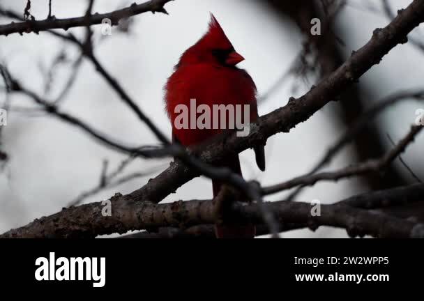 Male northern cardinal sitting Stock Videos & Footage - HD and 4K Video ...