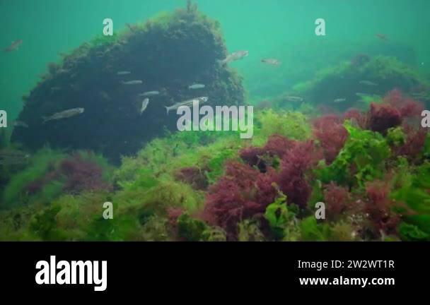 Photosynthesis in the sea, underwater landscape, fish Atherina pontica ...