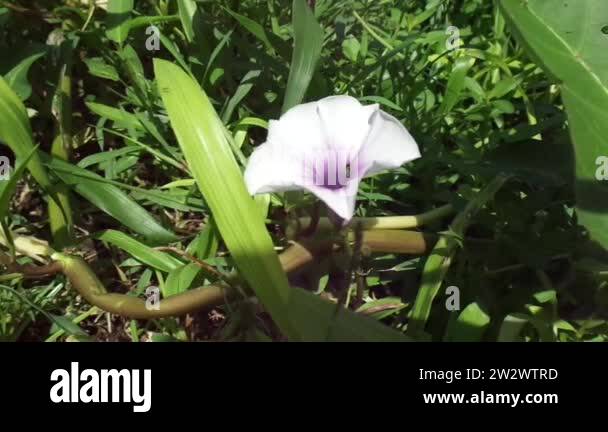Close up water spinach (Ipomoea aquatica, river spinach, water morning ...