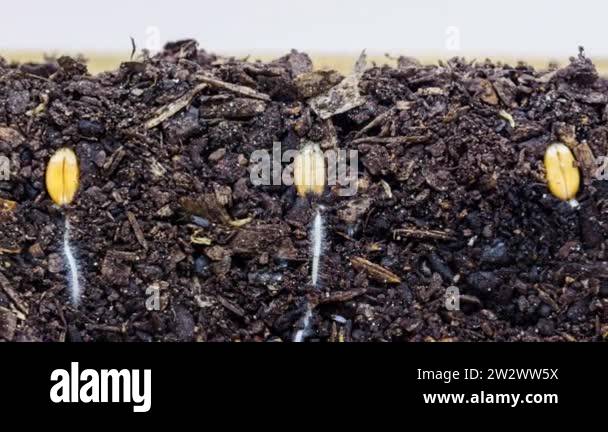 Macro Time lapse video of a bean seeds growing from the ground in soil ...