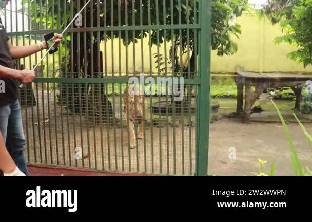 Sumatran tiger cage Stock Videos & Footage - HD and 4K Video Clips - Alamy