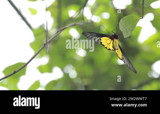 Female Golden Birdwing wildlife in the mountain Taiwan, Troides aeacus ...
