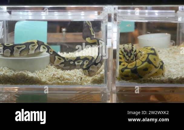 Captive bred snakes for sale. Small plastic boxes with captive bred ...