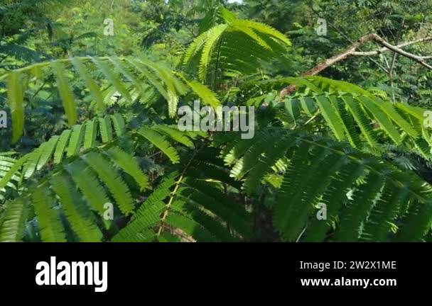 Sato leaves (Parkia speciosa, Parkia speciosa, petai, pete, twisted ...