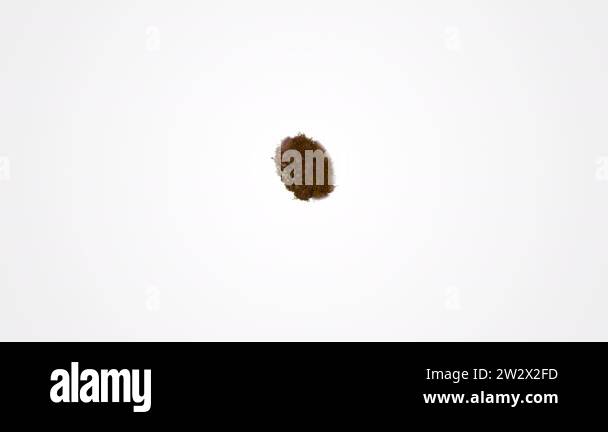 Abstract realistic 3D coffee bean explosion with coffee dust with alpha ...