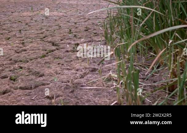 4K, Climate change, land with dry and cracked ground in Spain. Soil ...