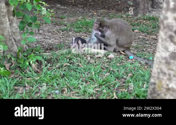 Slow motion of a family of Cambodian macaques sitting in the grass ...