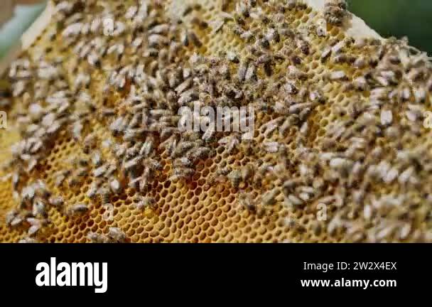 Humming insects Stock Videos & Footage - HD and 4K Video Clips - Alamy