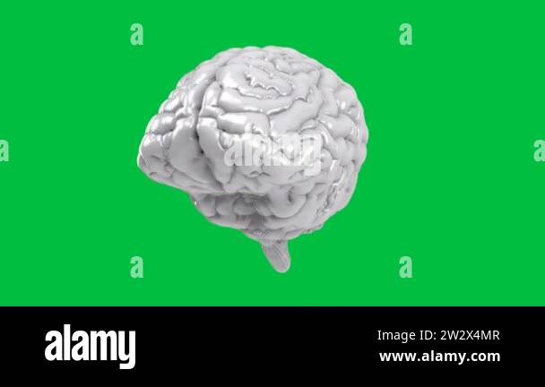 White human brain Stock Videos & Footage - HD and 4K Video Clips - Alamy