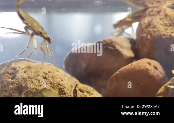 Giant water bugs in high density population showing agressive behavior ...