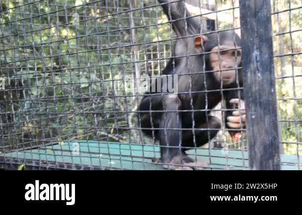 Chimpanzee learning Stock Videos & Footage - HD and 4K Video Clips - Alamy
