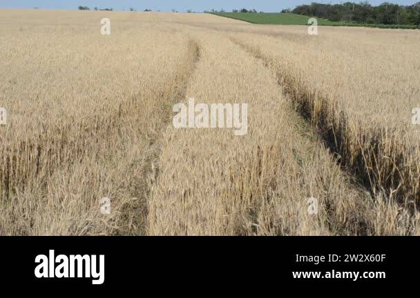Wheat field road Stock Videos & Footage - HD and 4K Video Clips - Alamy