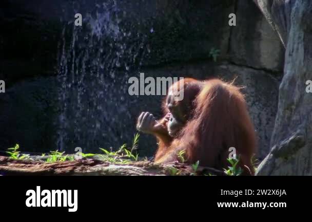 Mother and baby bornean orangutan eating with hand some grass in the ...