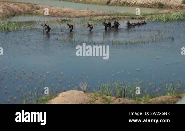German soldier wait for shooting. Russian army go through the swamp ...