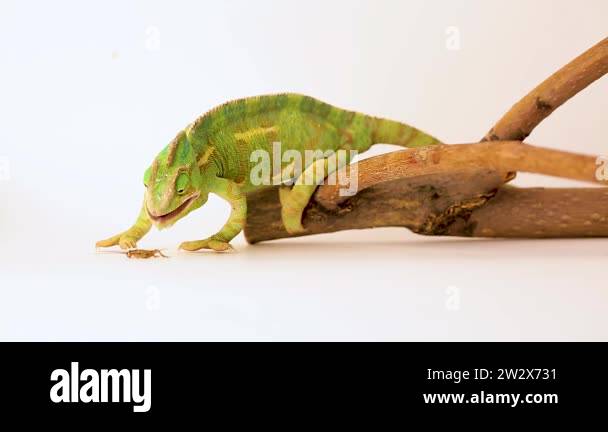 Reptile concealment Stock Videos & Footage - HD and 4K Video Clips - Alamy
