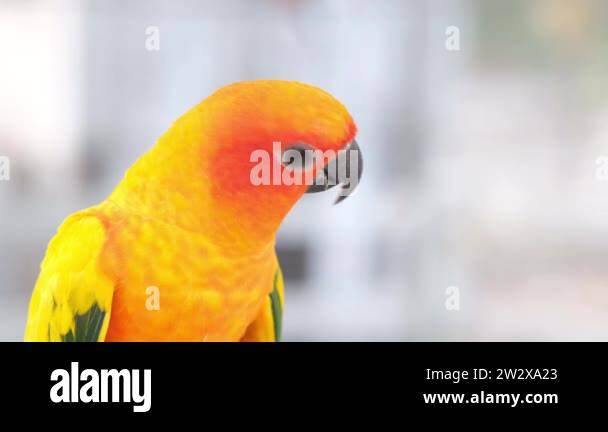 Bird headshot Stock Videos & Footage - HD and 4K Video Clips - Alamy