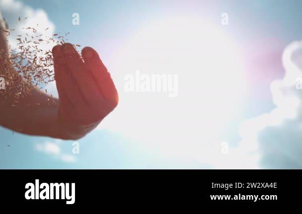 LENS FLARE: Bright summer sunbeams shine on farmer's hand scattering ...